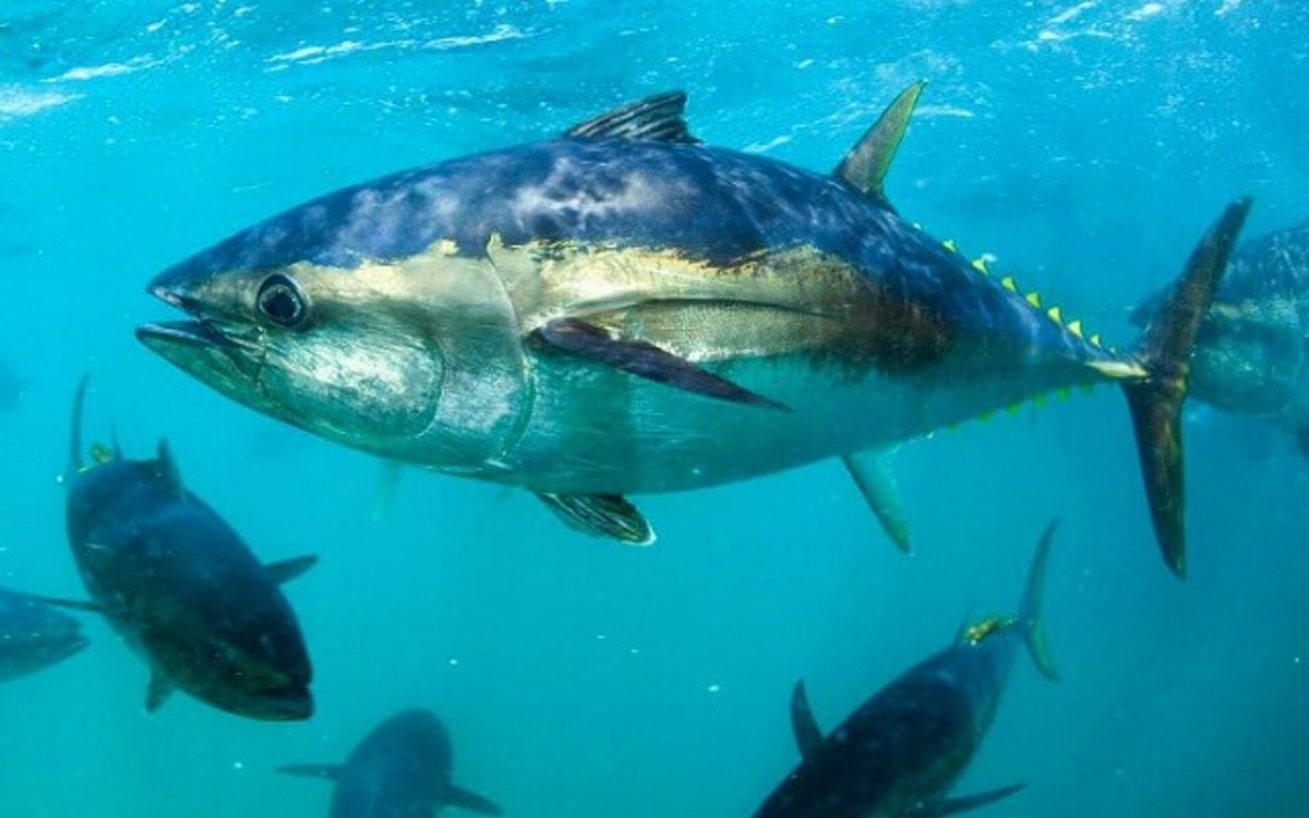Receta de Atún en salsa de pimientos