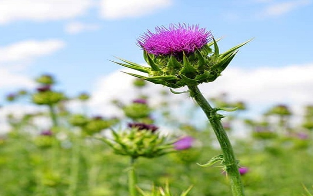 Receta de Cardo con almendras