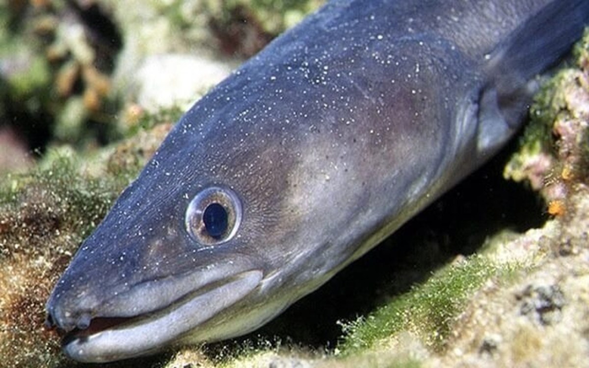 Receta de Congrio al horno con tomate