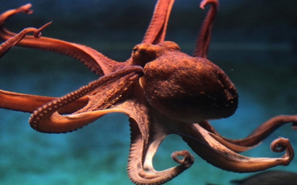 Receta de Pulpitos encebollados