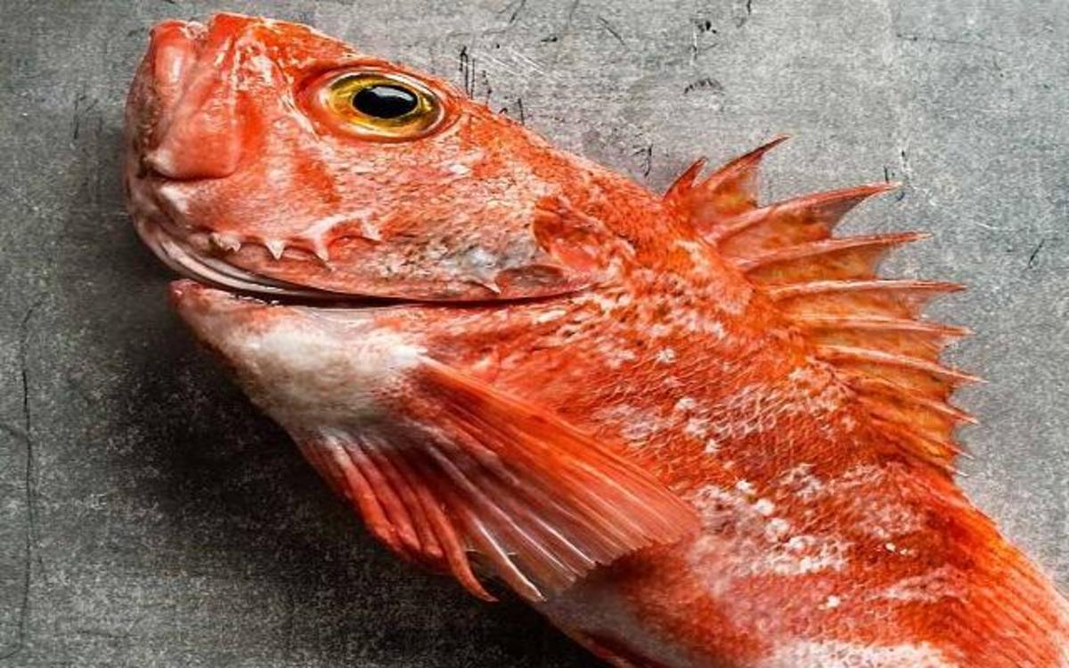 Receta de Paté de cabracho